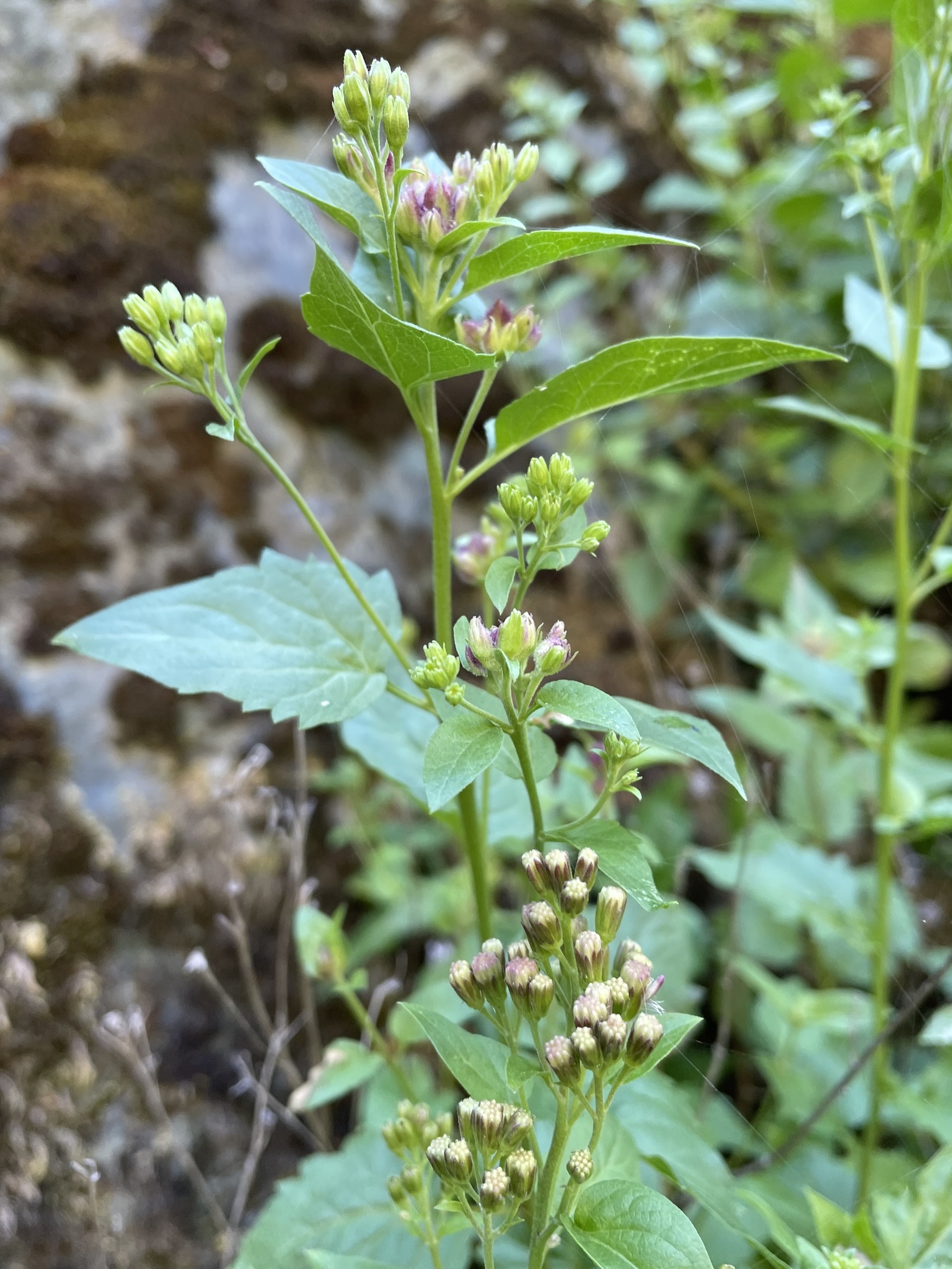 Ageratina occidentalis (Hook.) R.King & H.Rob.