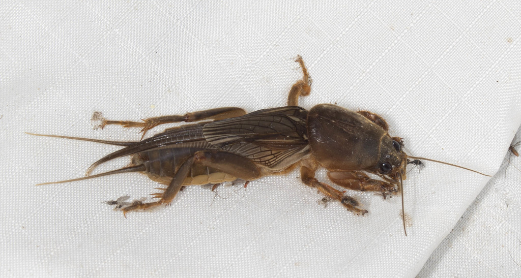 Southern Mole Cricket from 33 Ray Myers Rd, Imbil QLD 4570, Australia ...