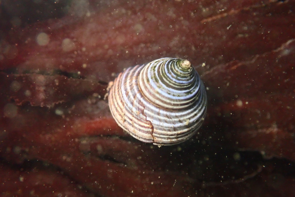 Blue-Ringed Top Snail from San Mateo County, CA, USA on June 14, 2022 ...
