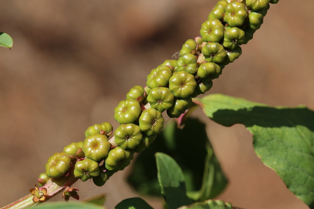 Inkweed from Rietvallei 377-Jr, Pretoria, 0181, South Africa on June 14 ...