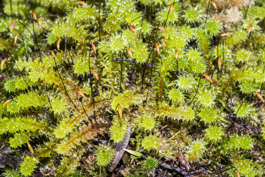 pipe-cleaner moss from Lower Hutt, Wellington Region, New Zealand on ...