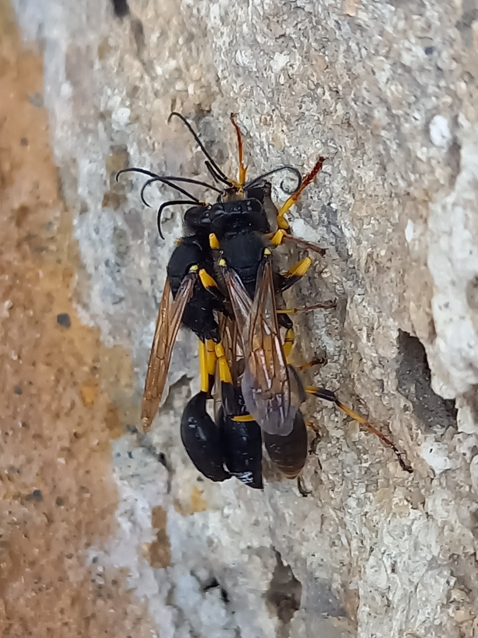 Sceliphron destillatorium (Illiger, 1807)