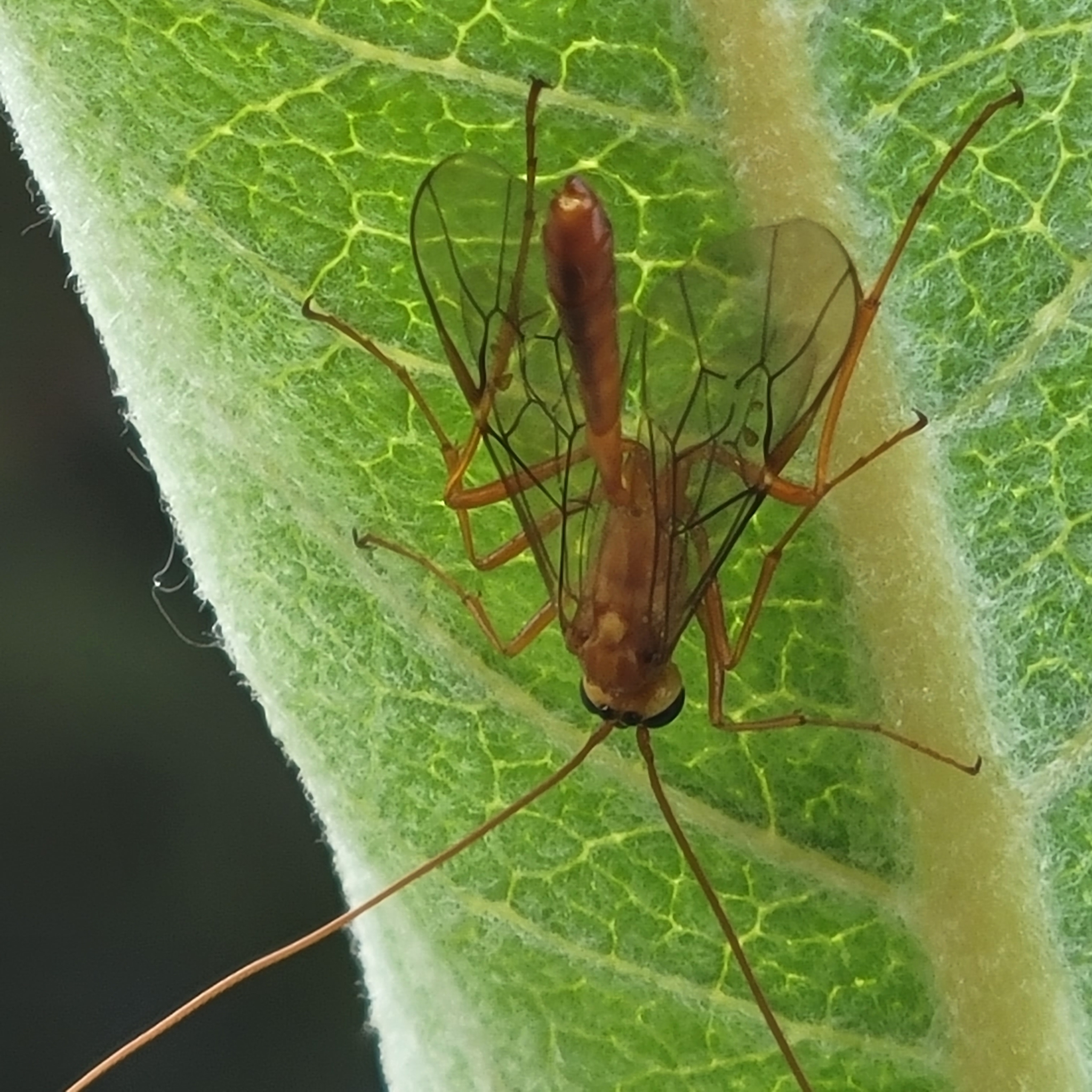 Enicospilus Stephens, 1835