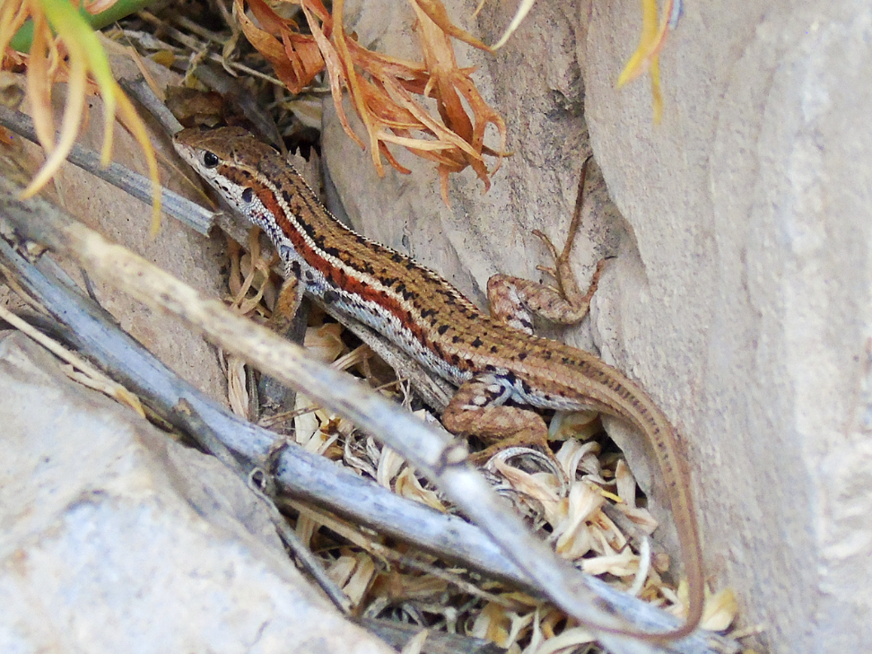 Snake-eyed Lizard from Ardanuç, Artvin, Turkey on June 14, 2022 at 05: ...