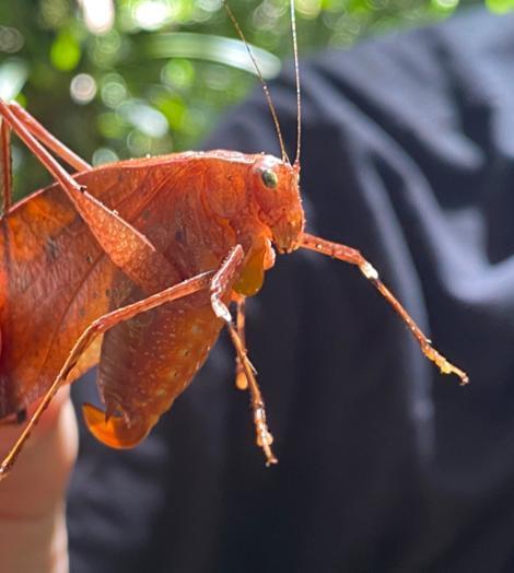 Orophus from Buenaventura, Valle del Cauca, Colombia on June 12, 2022 ...