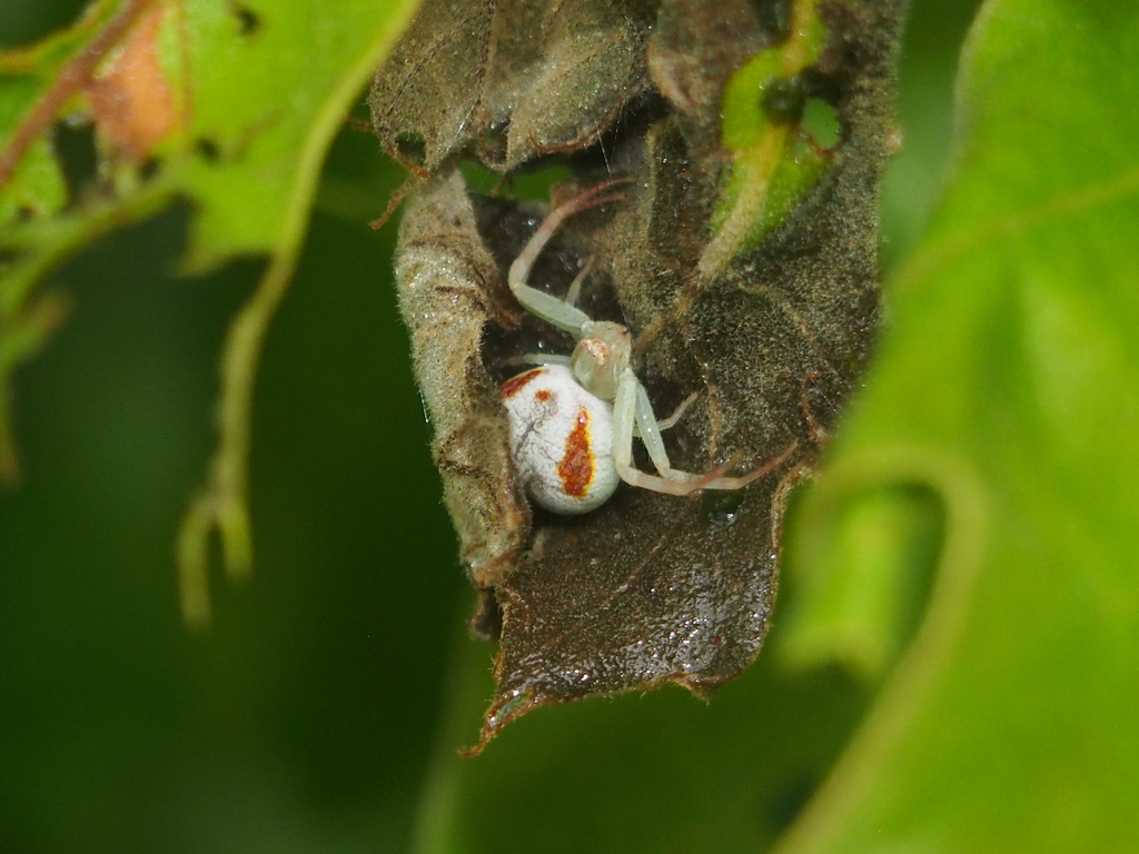 Misumenini from Hinchey-Spears NE State Land old farm area on June 14 ...