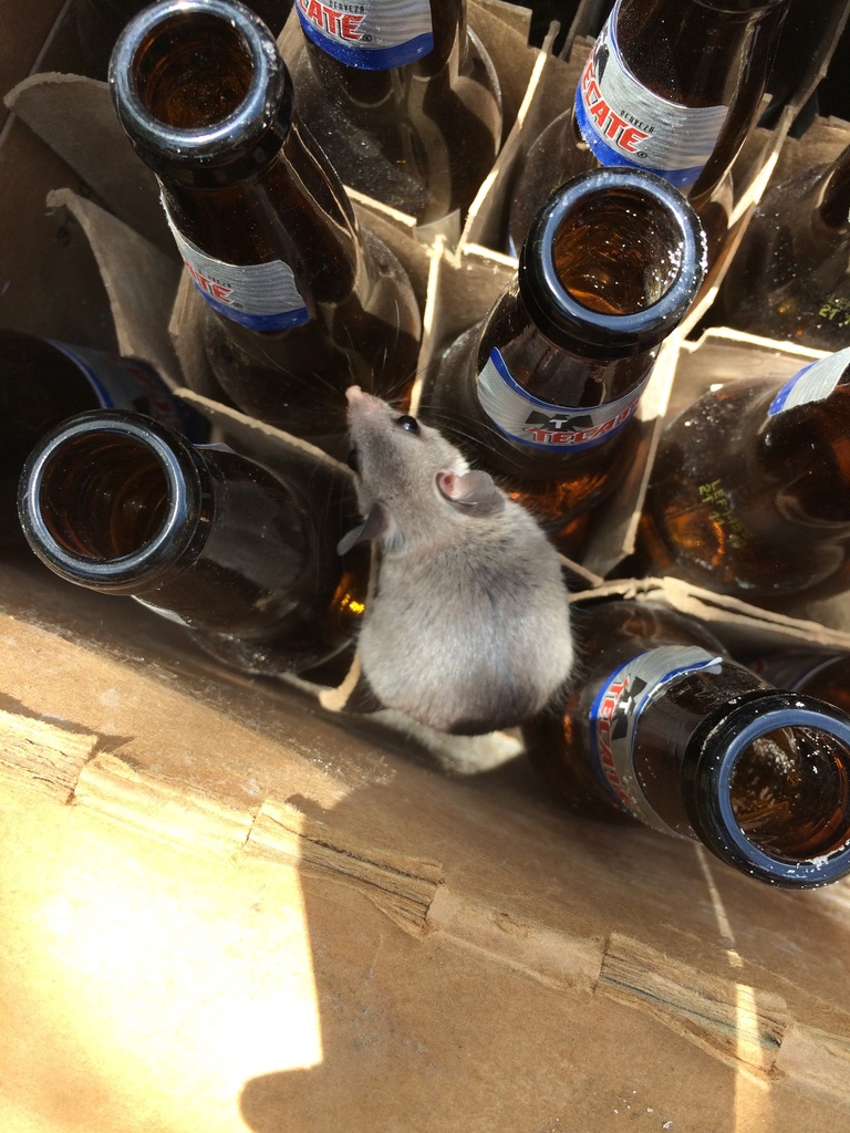 Big-eared Climbing Rat from Carretera Telchac Puerto-Dzilam de Bravo ...