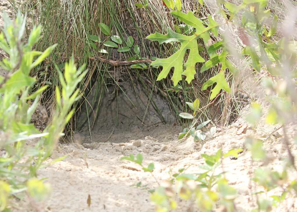 Gopher Tortoise in June 2022 by R Snyder. An active burrow with tracks ...