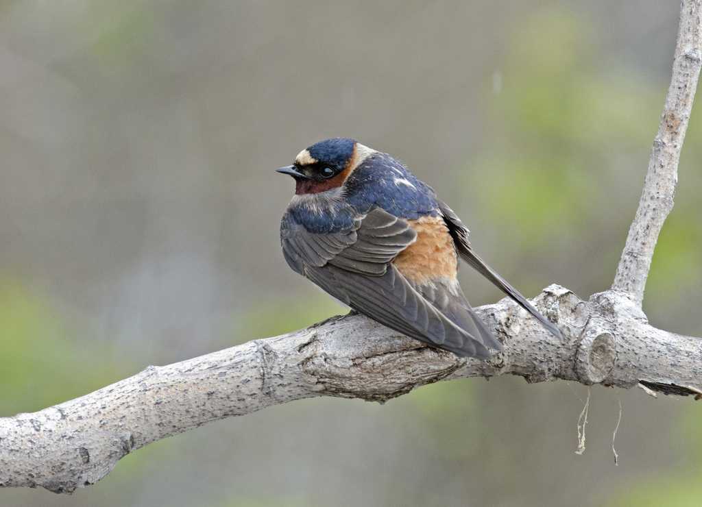 Cliff Swallow (Birds of Rosewood Nature Study Area) · iNaturalist