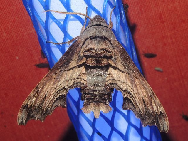 Abbott's Sphinx in June 2022 by privatenoaccess · iNaturalist