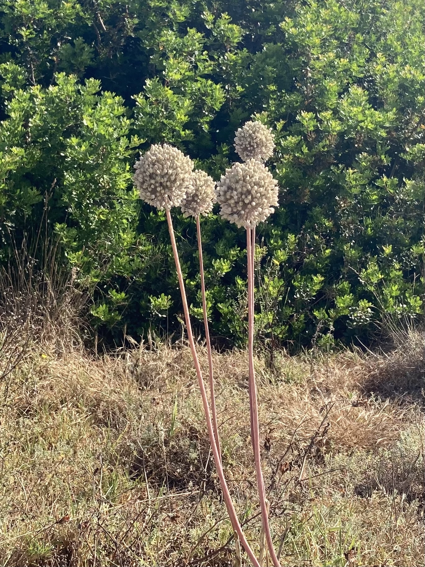 Allium commutatum Guss.