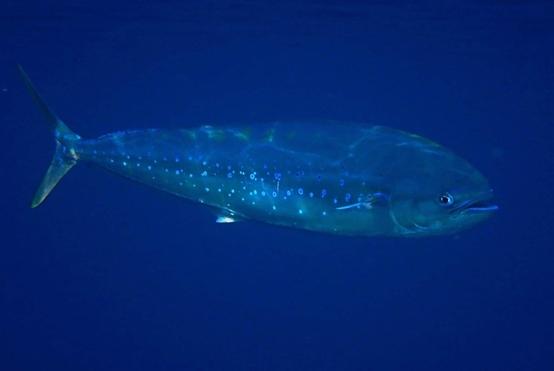 Common Dolphinfish from Greece on December 26, 2021 at 08:22 PM by ...