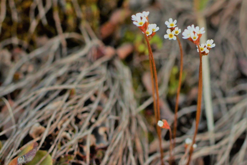 pygmy-flower rock-jasmine from North Slope, AK, USA on June 7, 2022 at ...