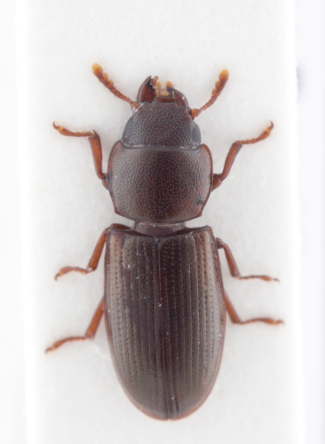 Tenebroides mauritanicus (Linnaeus, 1758)