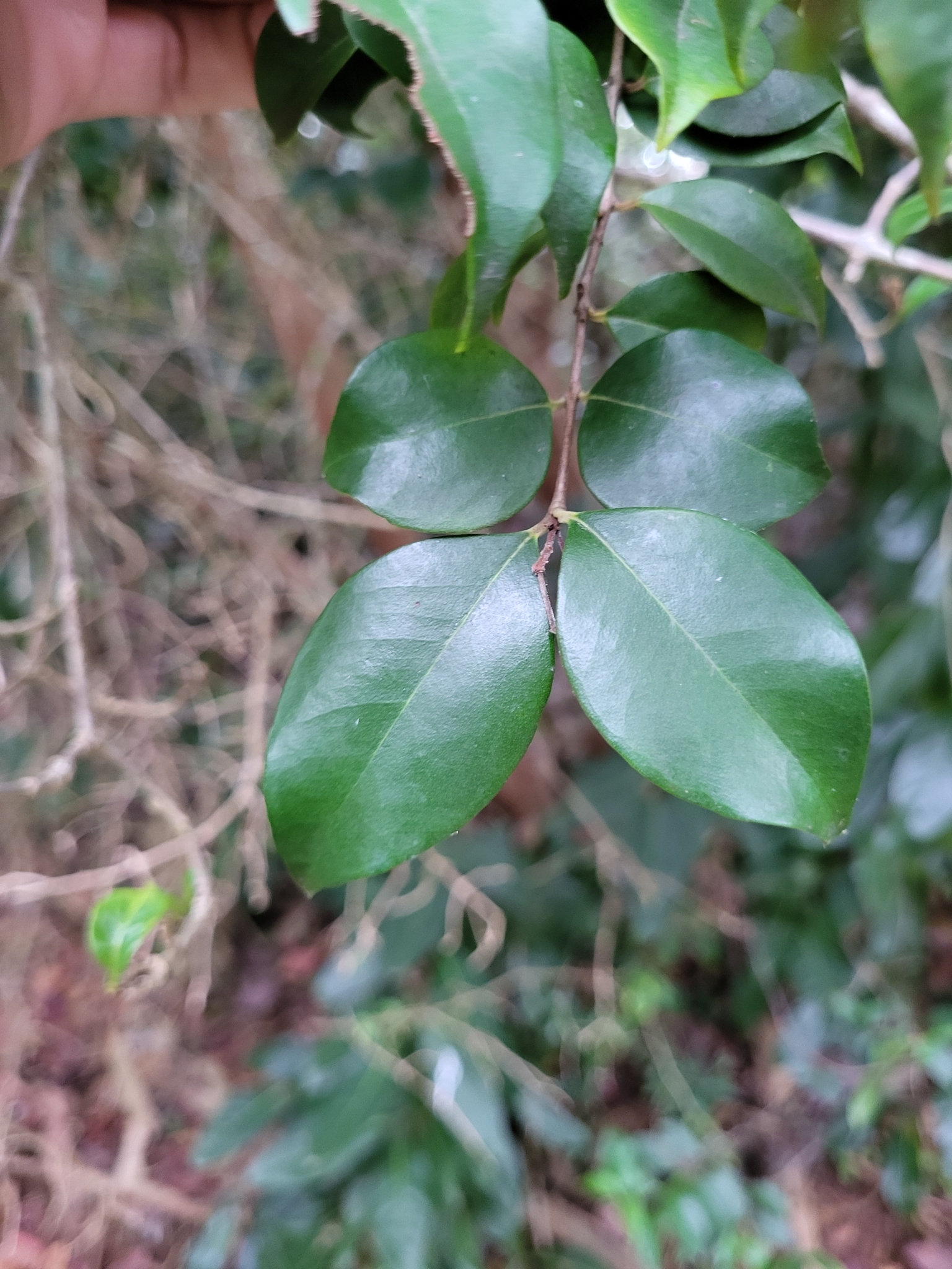 Eugenia biflora (L.) DC.