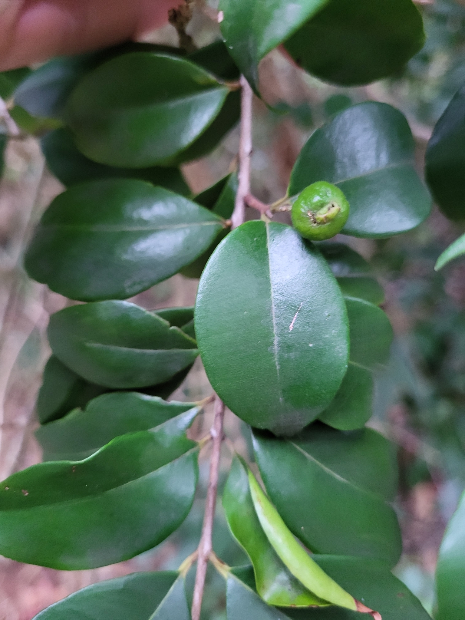 Eugenia biflora (L.) DC.