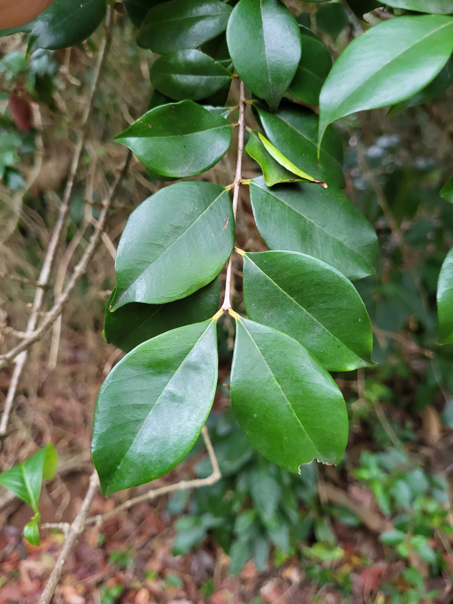 Eugenia biflora (L.) DC.