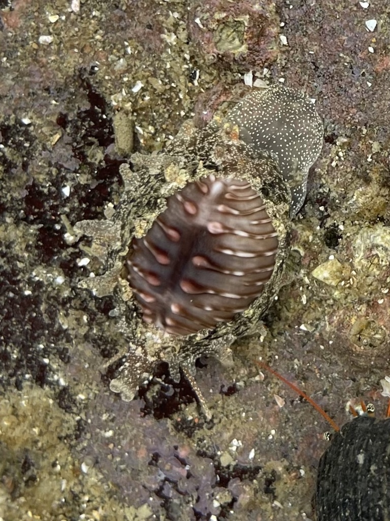 Pusula radians from Bahía de Panamá, Panama City, Panamá, PA on June 13 ...