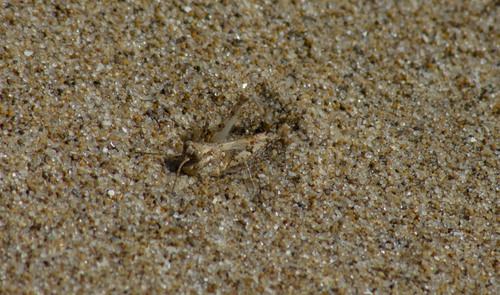 Dociostaurus minutus · iNaturalist