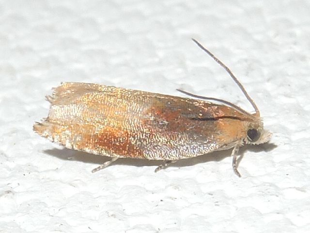 Two-toned Ancylis Moth in June 2022 by privatenoaccess · iNaturalist