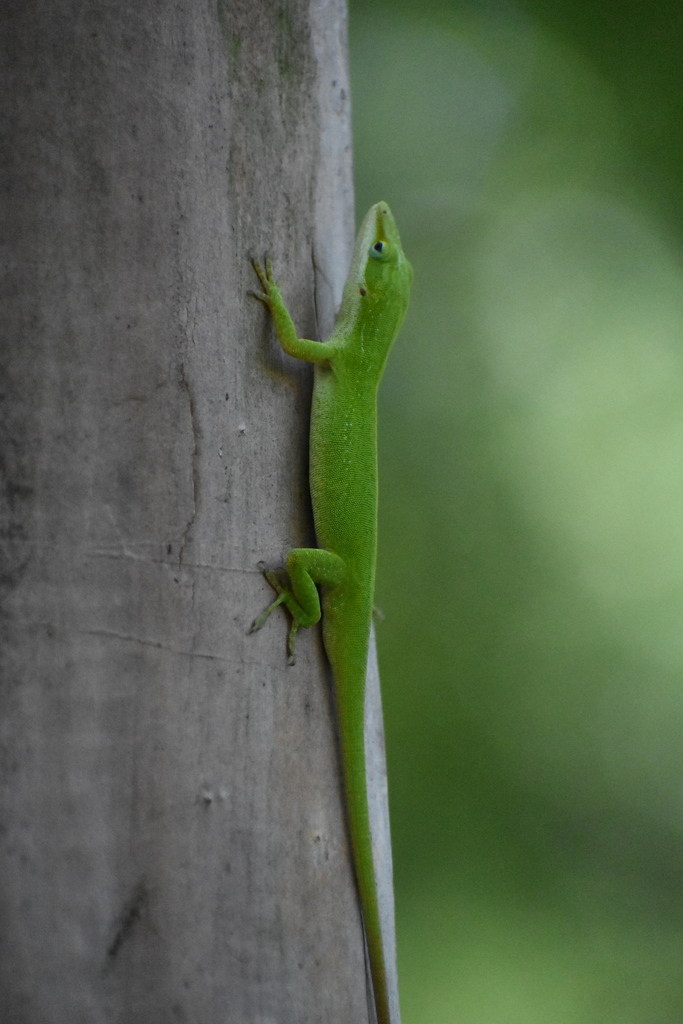 Green Anole from Southlake, TX 76092, USA on June 11, 2022 at 01:15 PM ...