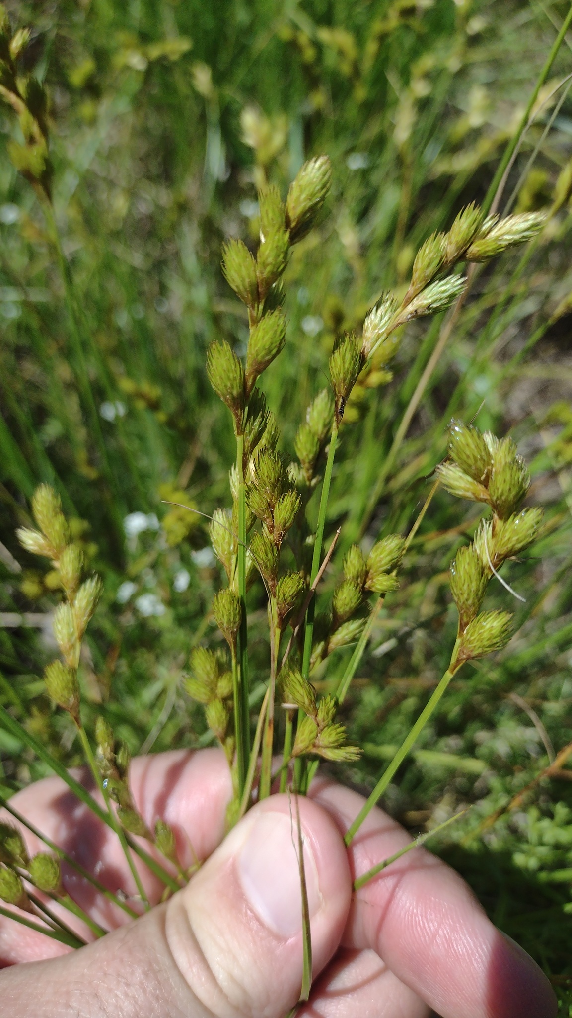 Carex scoparia Schkuhr ex Willd.