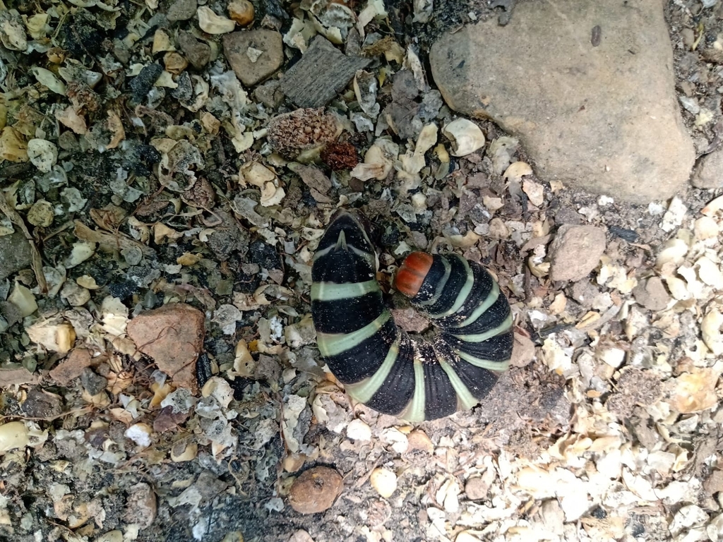 Pachylia syces from El Panorama on May 02, 2022 at 10:42 AM by María ...