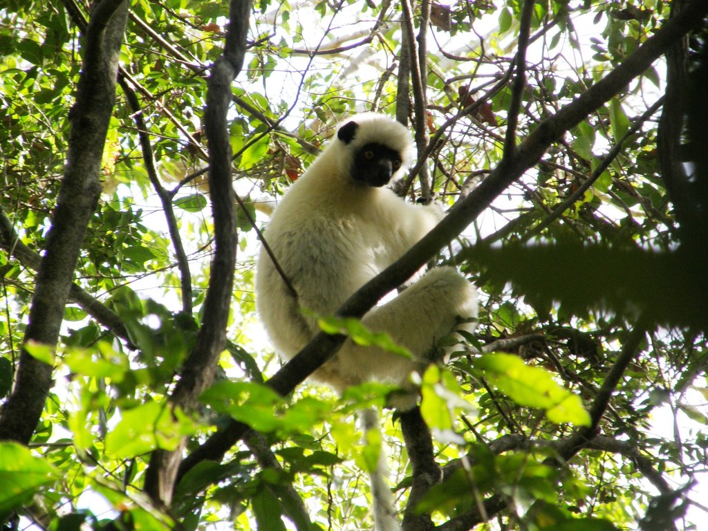 Von der Decken's Sifaka (Propithecus deckenii) - Know Your Mammals