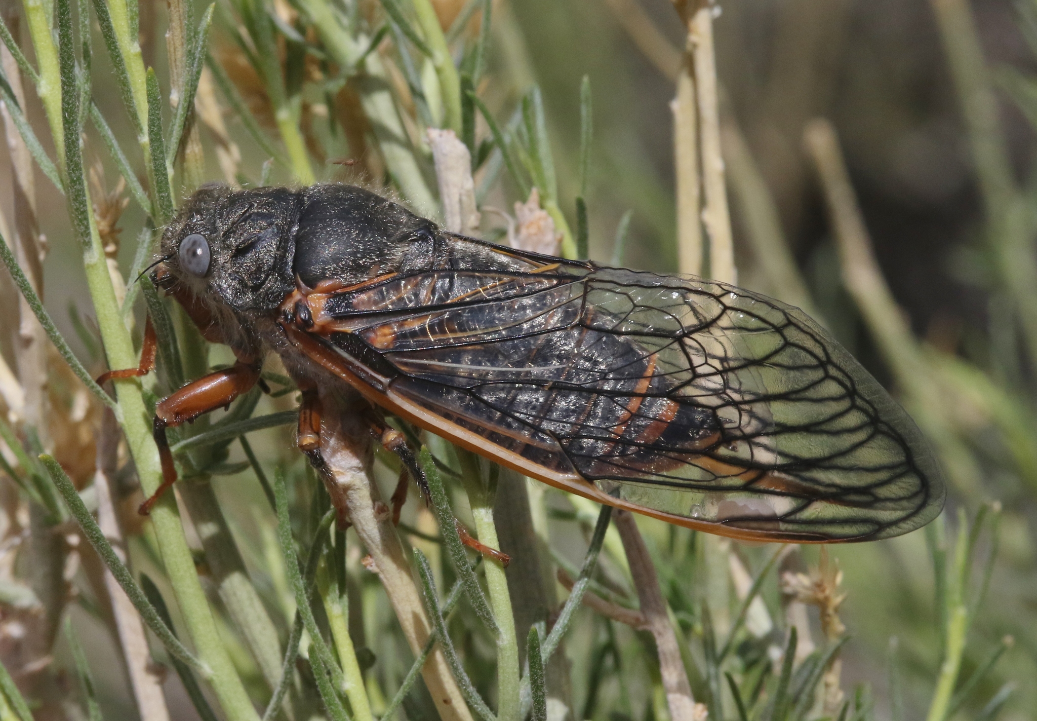 Okanagana Distant, 1905
