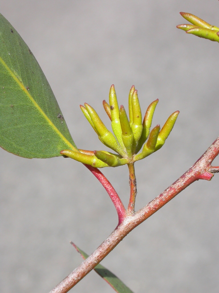 gum trees (Eucalypteae) - Botanical Realm
