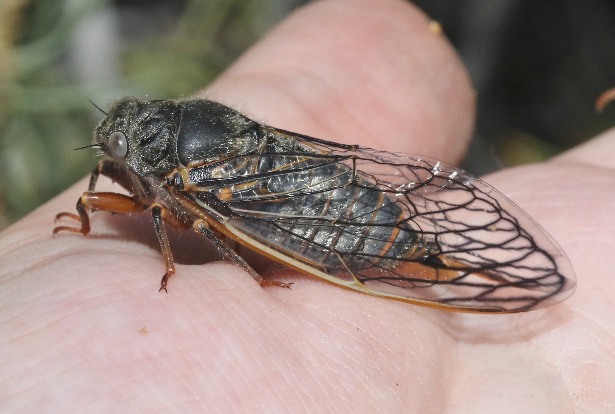 Okanagana Distant, 1905