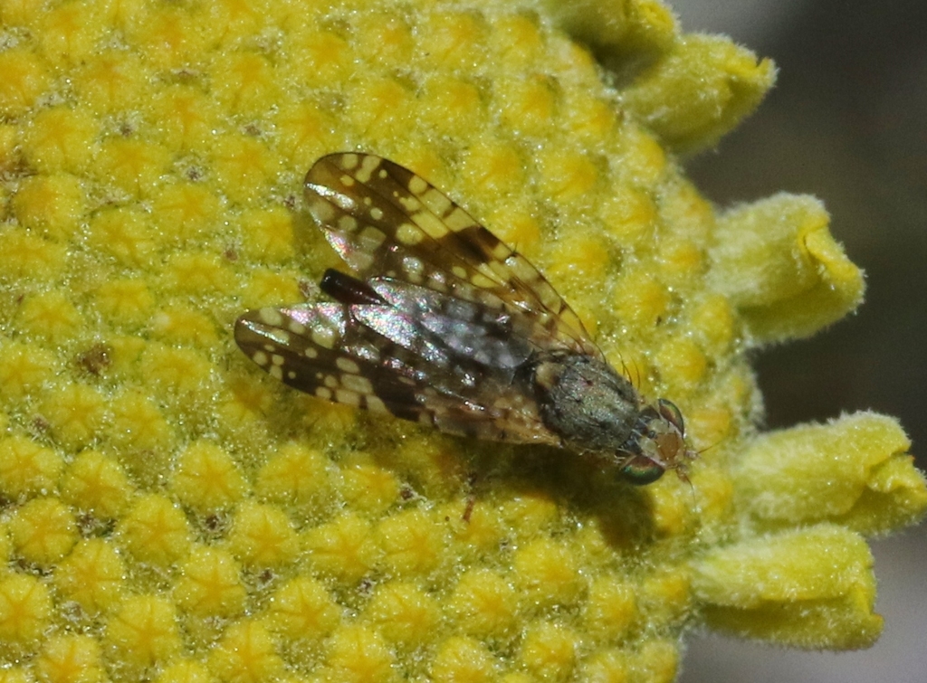 Sunflower Seed Maggot from Inyo County, CA, USA on May 28, 2022 at 11: ...