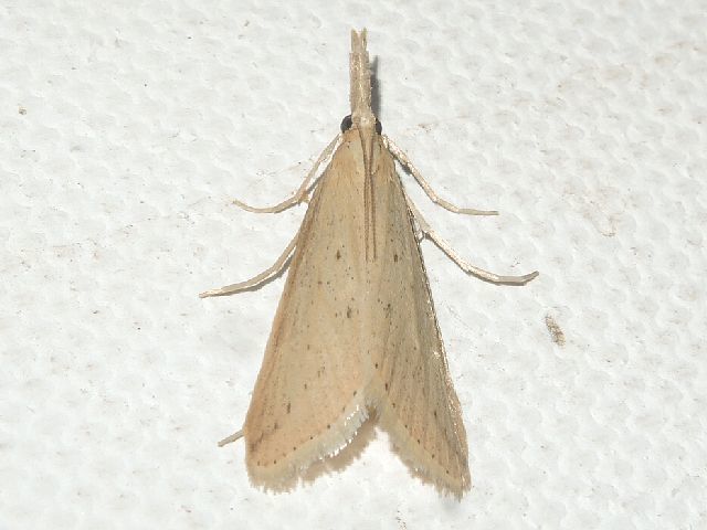 Delightful Donacaula Moth in June 2022 by privatenoaccess · iNaturalist