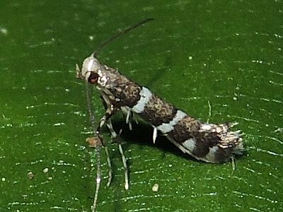 Marmara in June 2022 by privatenoaccess. this specimen was attracted to ...