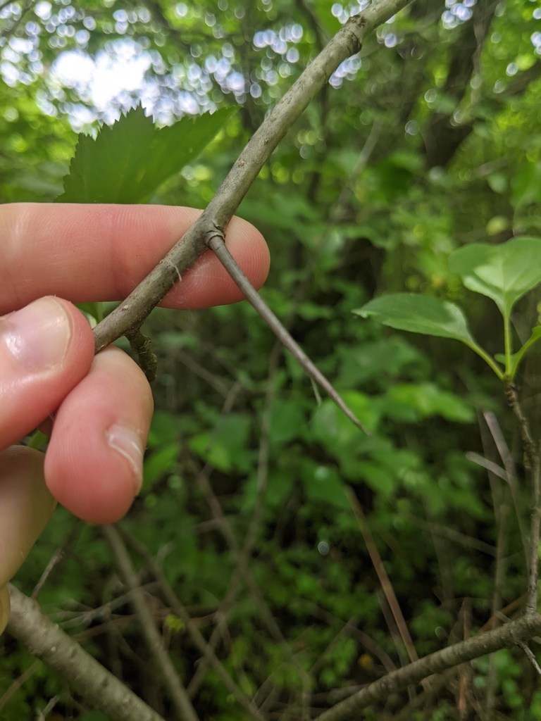 Large-thorn hawthorn from Bredesen Park, Edina, MN 55436, USA on June ...