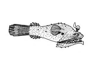 (Tyrannophryne pugnax) - Marine Life Identification