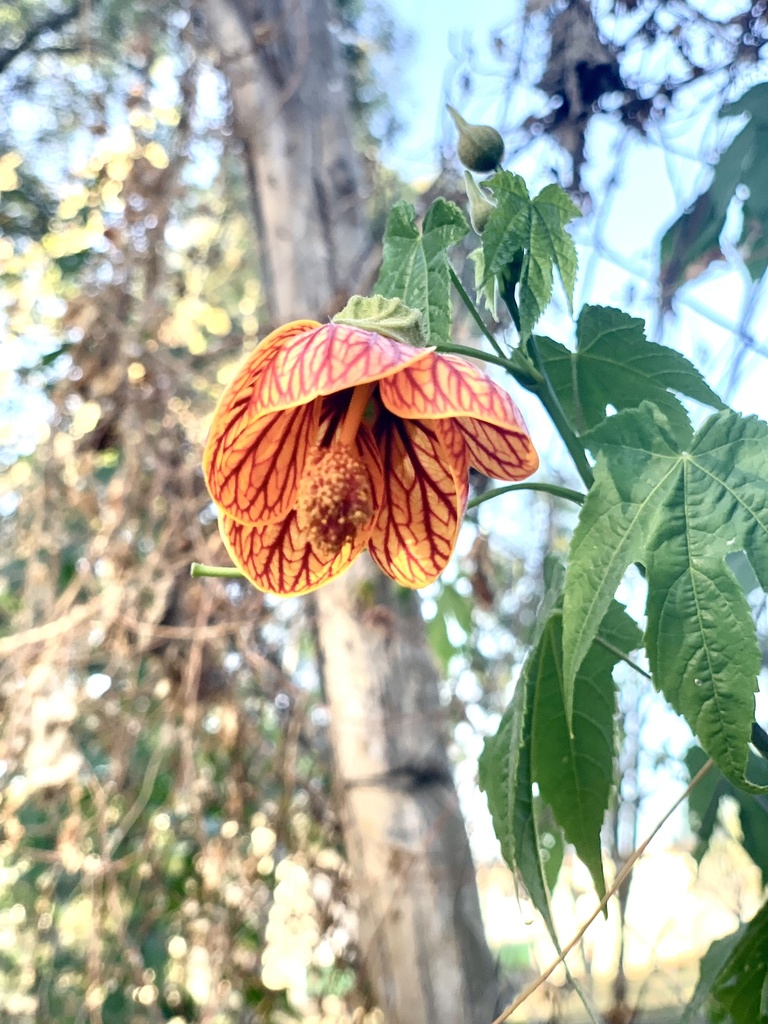 Callianthe from Parque Juan H. Sanchez, San Luis Potosí, S.L.P., MX on ...