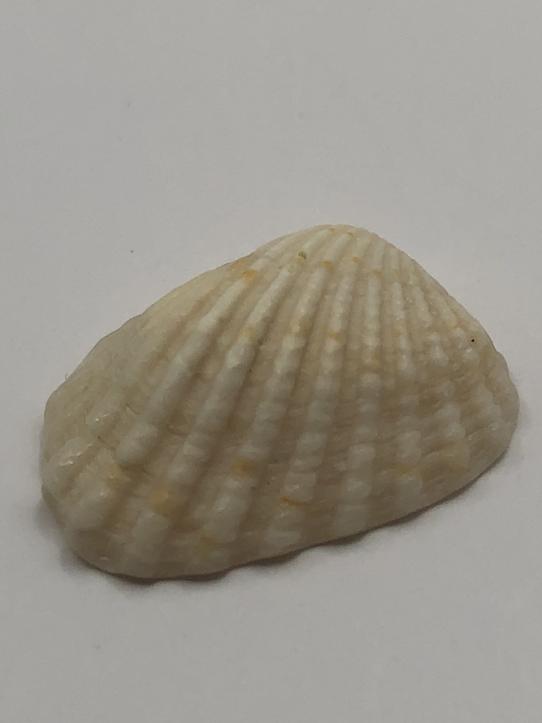 Broad-ribbed Cardita from Miami Beach, Miami Beach, FL, US on June 09 ...