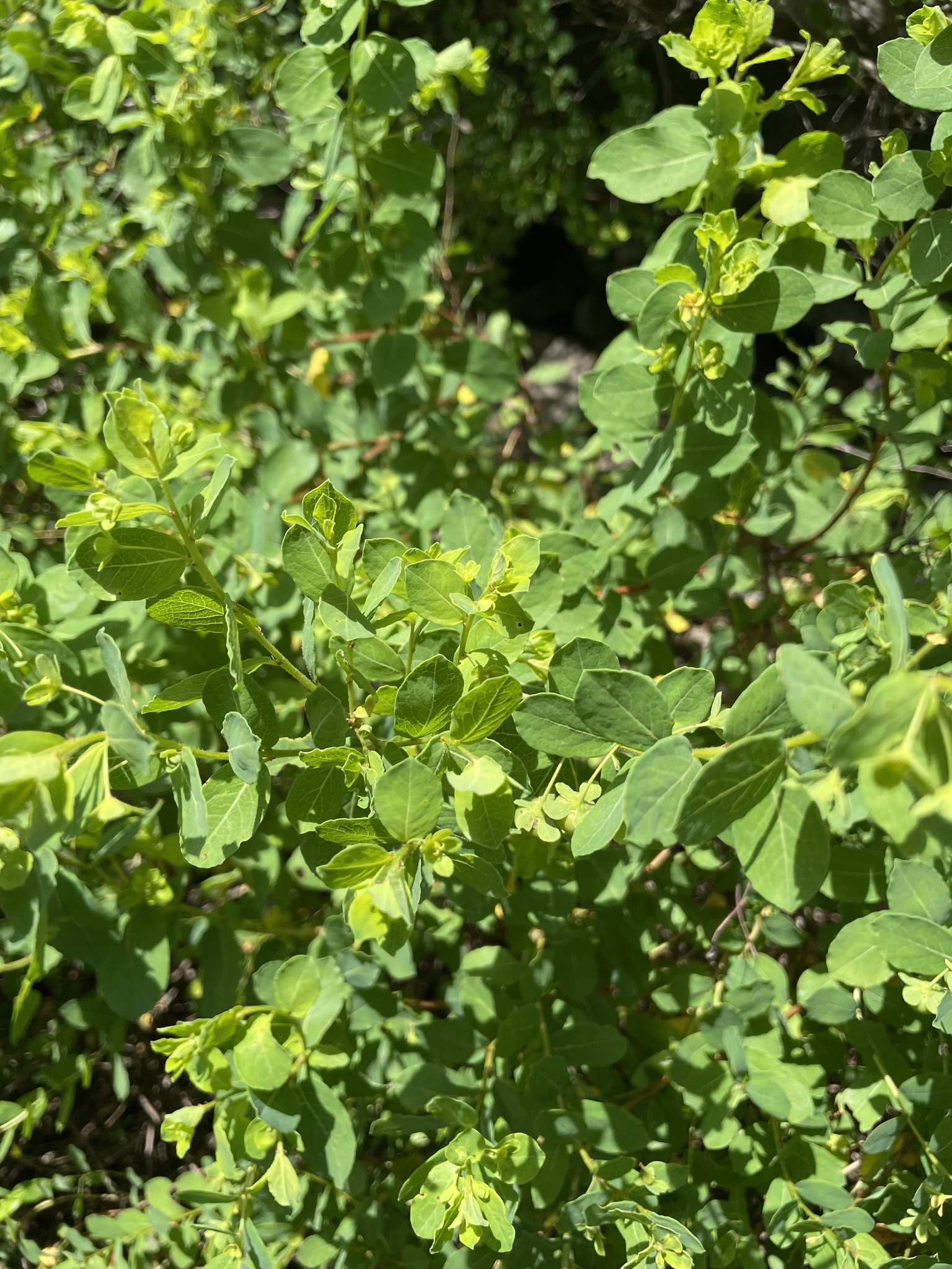Phyllanthopsis phyllanthoides (Nutt.) Voronts. & Petra Hoffm.