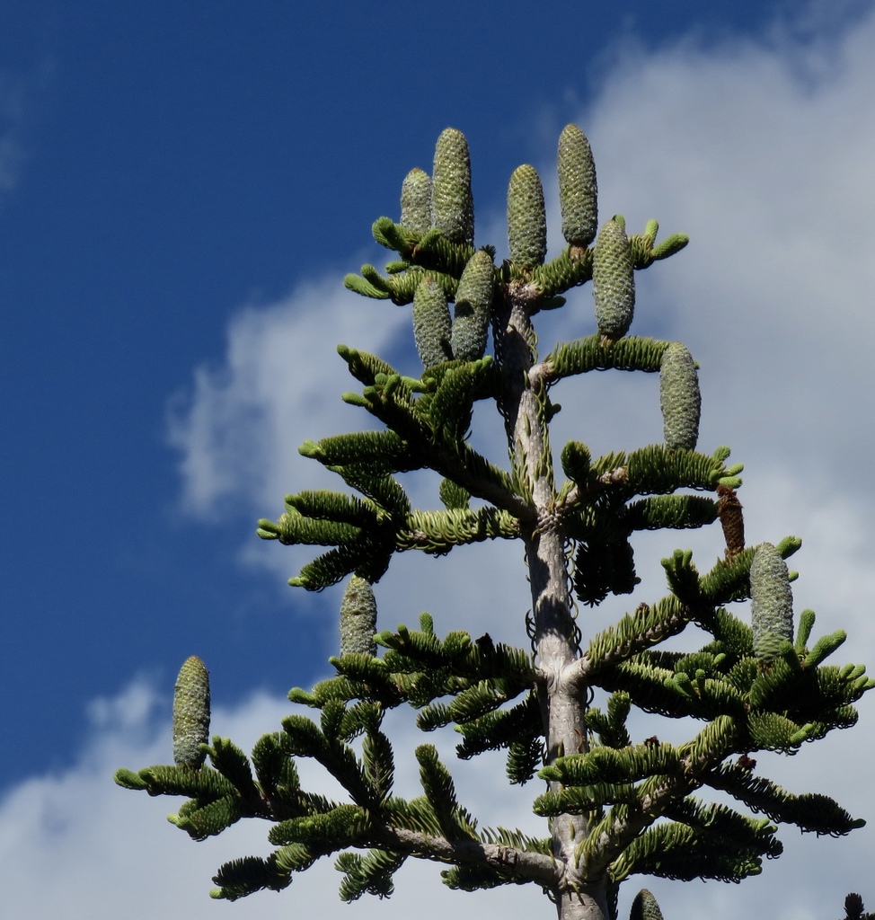 red fir from Tahoe National Forest, Sierra City, CA, US on June 29 ...