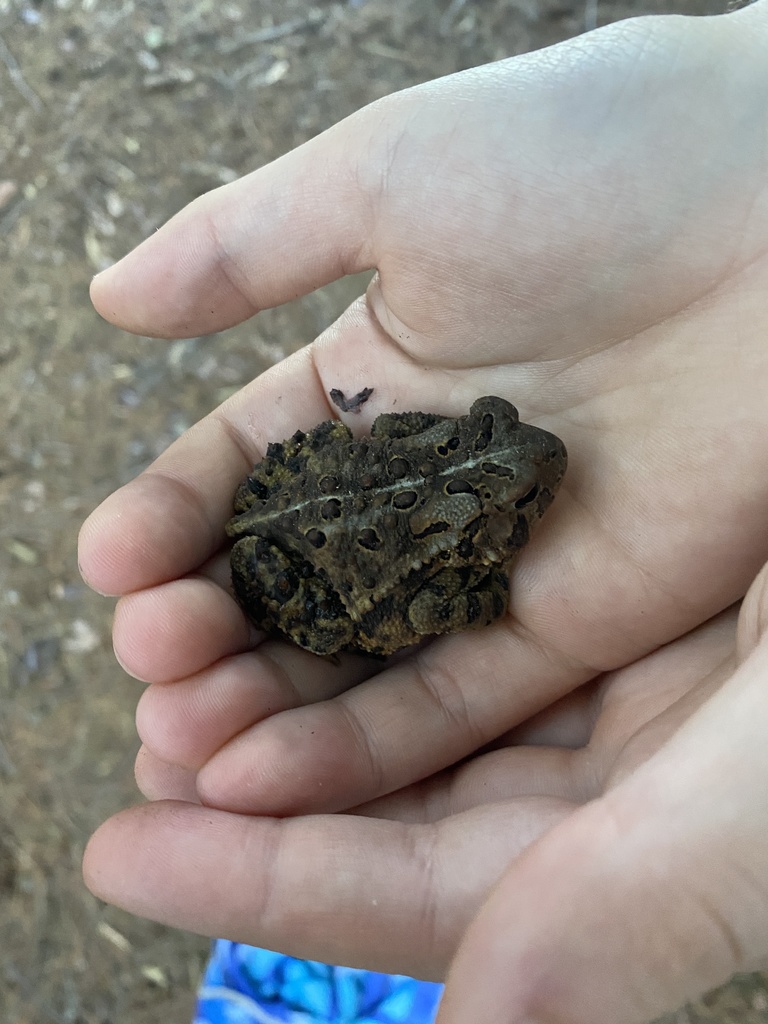American Toad from The Adirondack Park, Croghan, NY, US on June 14 ...