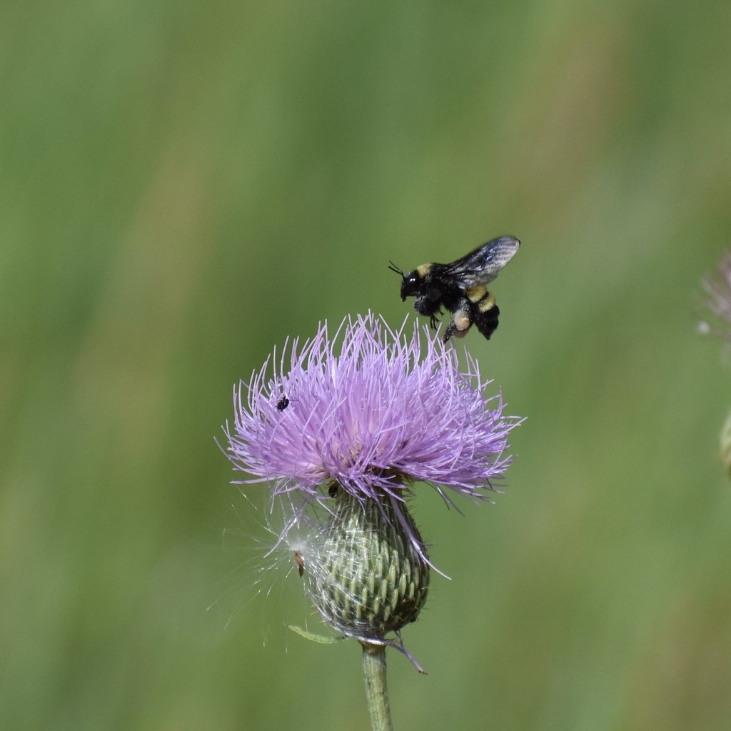 American Bumble Bee from Cedar Hill, TX, USA on June 14, 2022 at 11:06 ...