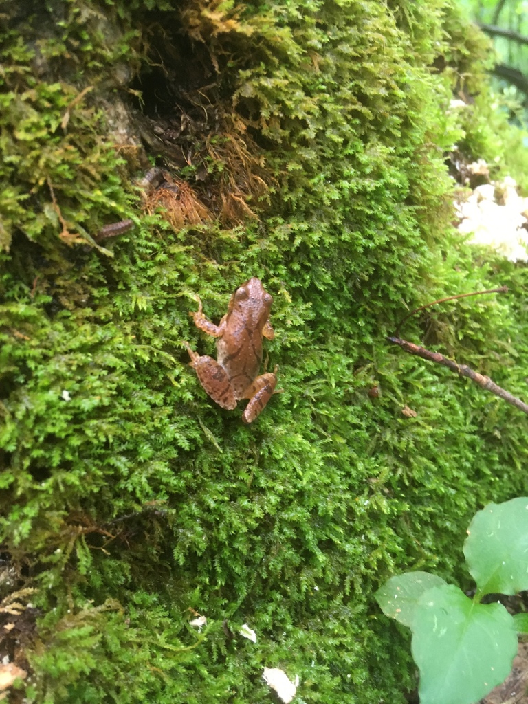 Spring Peeper from Cherokee National Forest, Roan Mountain, NC, US on ...