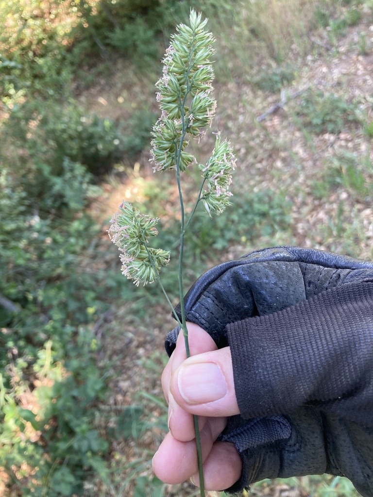 orchard grass from Cleveland National Forest, Julian, CA, US on June 5 ...