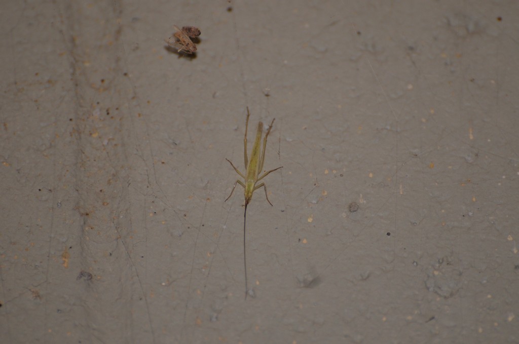 Common Tree Crickets from Cal Poly, SLO, CA, US on June 11, 2022 at 05: ...