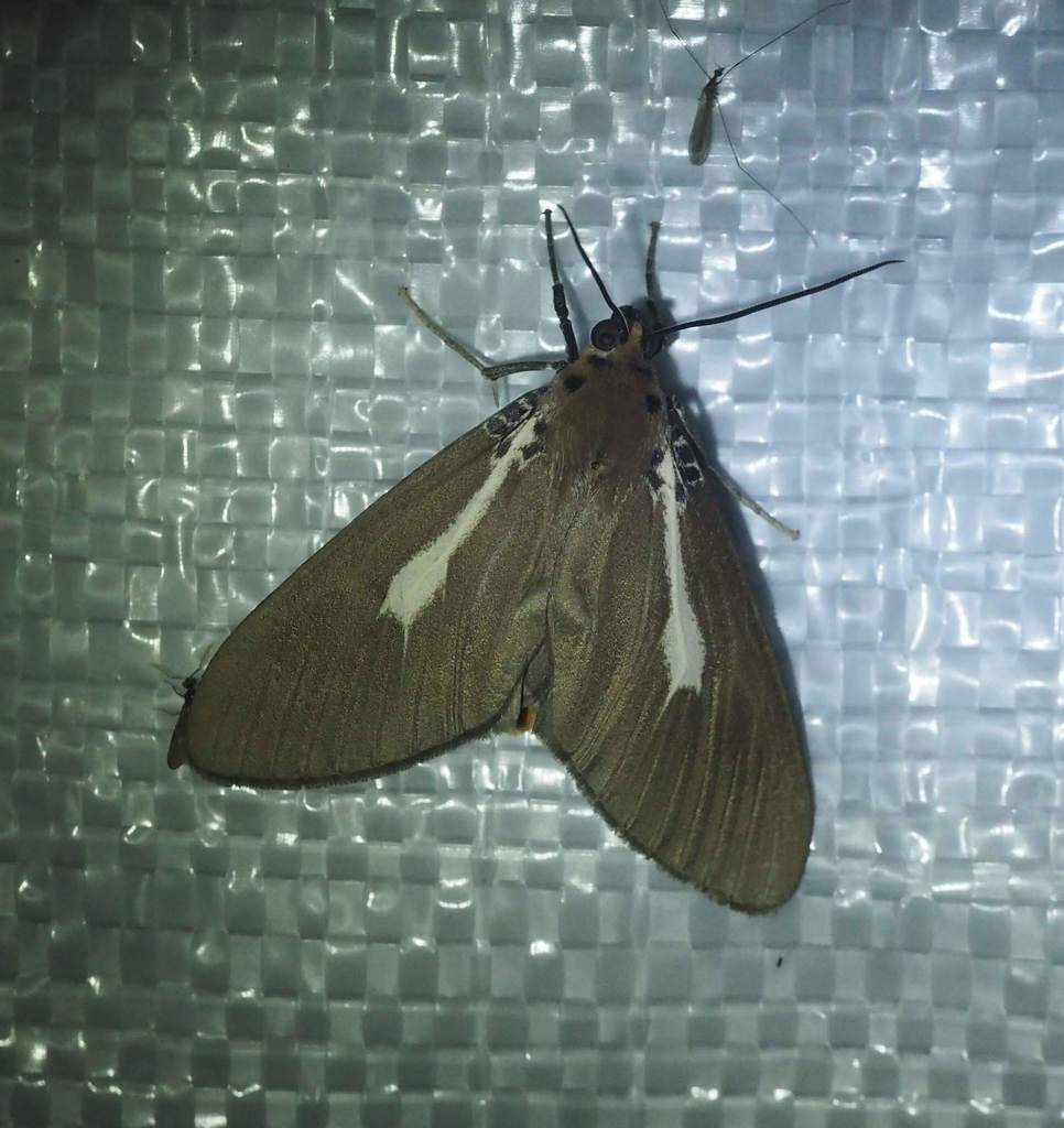 Asota heliconia from Yulin, Taiwan, Taiwan on June 13, 2022 at 07:54 PM ...