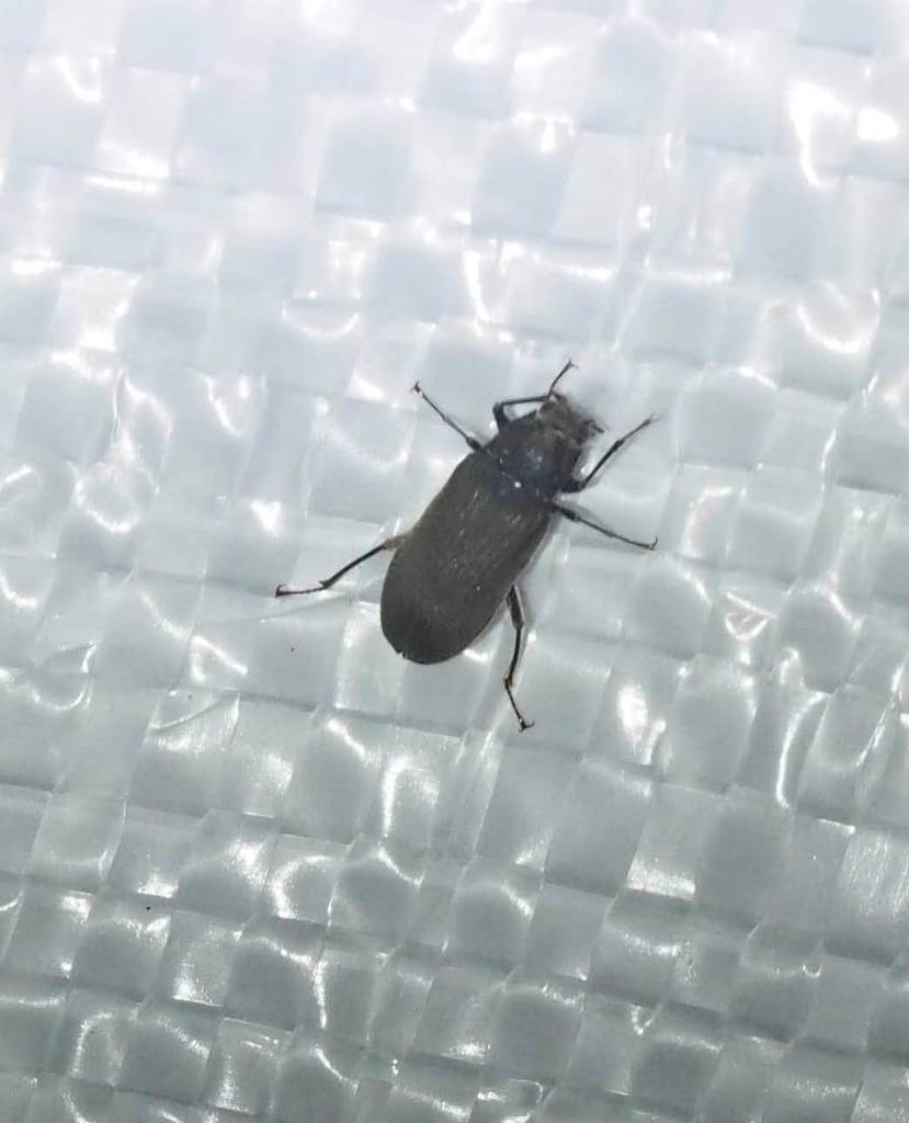 Pachyparnus from Yulin, Taiwan, Taiwan on June 13, 2022 at 07:56 PM by ...