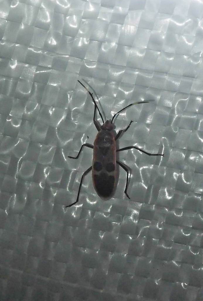 Physopelta gutta from Yulin, Taiwan, Taiwan on June 13, 2022 at 07:56 ...