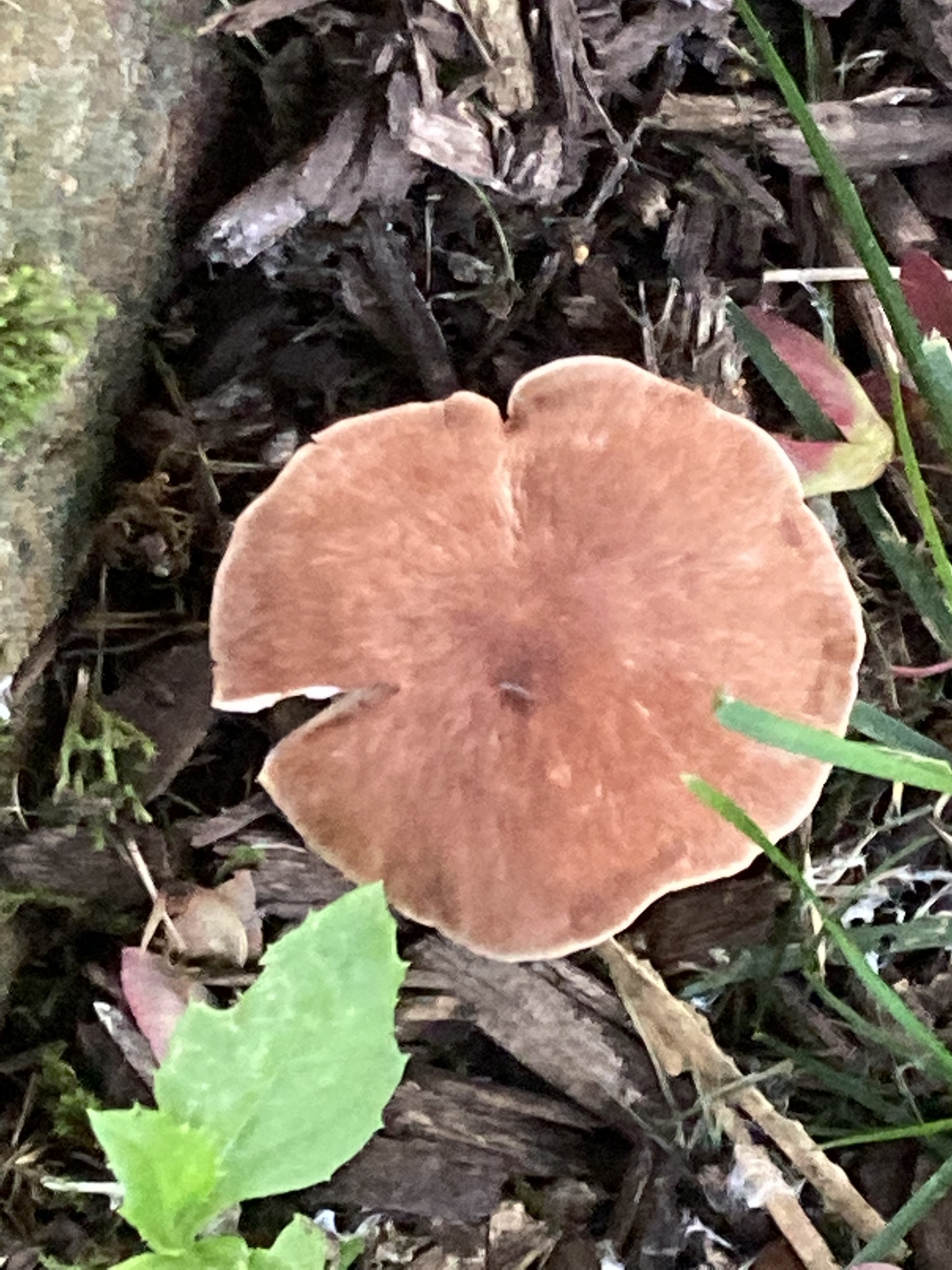 Polyporus radicatus Schwein.