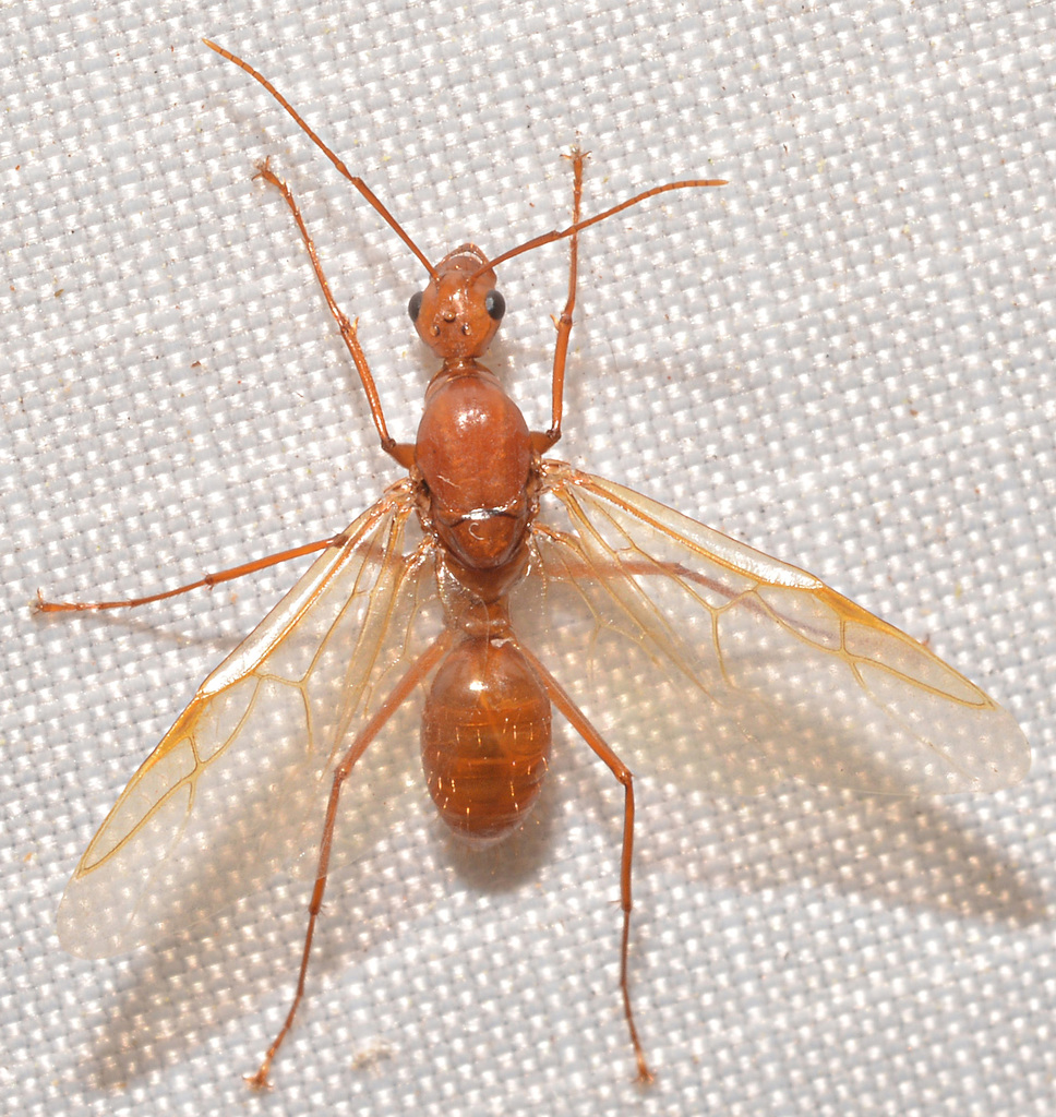 Chestnut Carpenter Ant from 432 Ridge Road, Hamden, CT, USA on June 12 ...